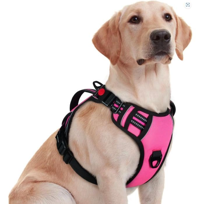 JuneTein - 강아지 목줄의 종류 - 나의 반려견에게 맞는 목줄은?