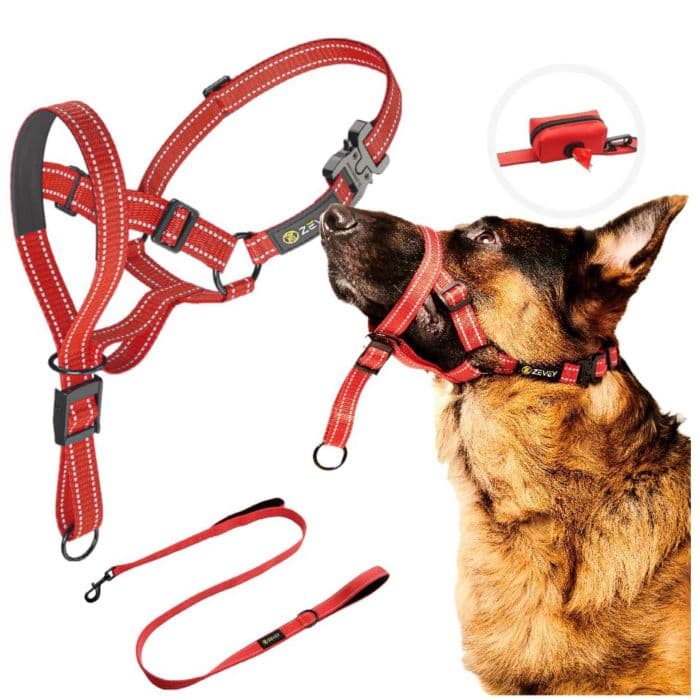 JuneTein - 강아지 목줄의 종류 - 나의 반려견에게 맞는 목줄은?